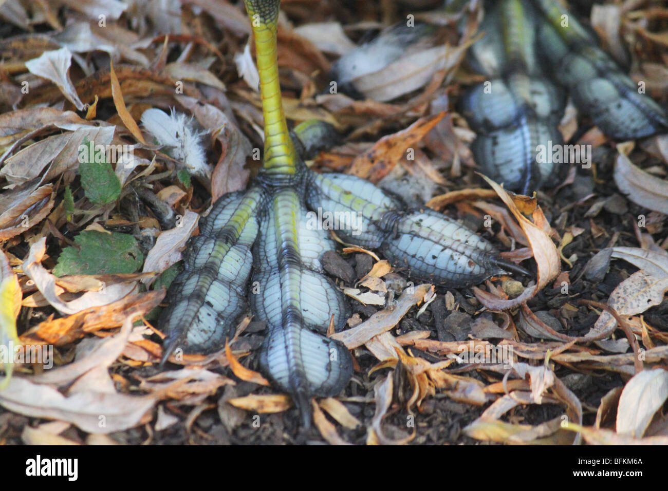 A coot with large blue lobed toes, Crystal Palace park, London Stock ...