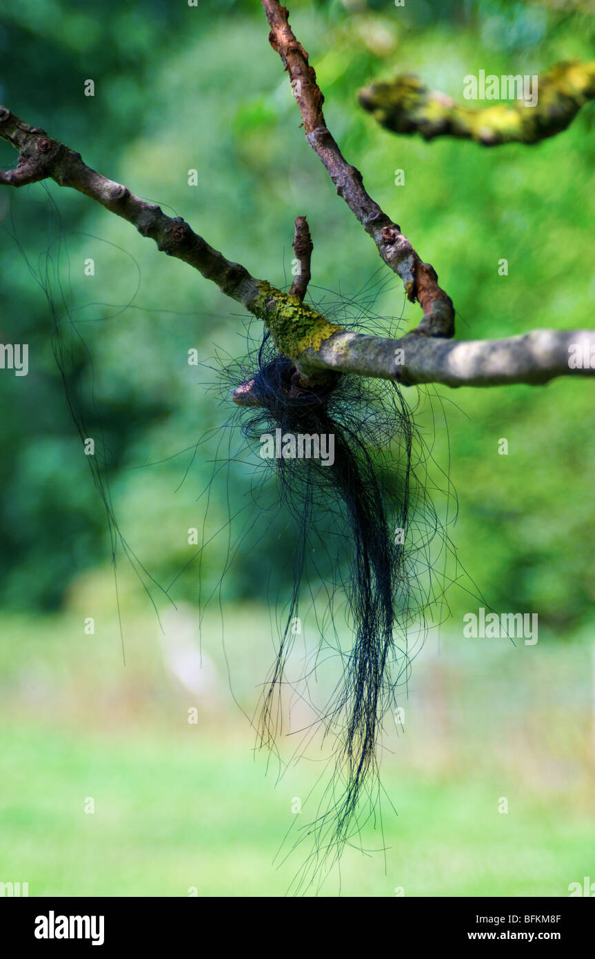Tangled horse hair close up hi-res stock photography and images - Alamy