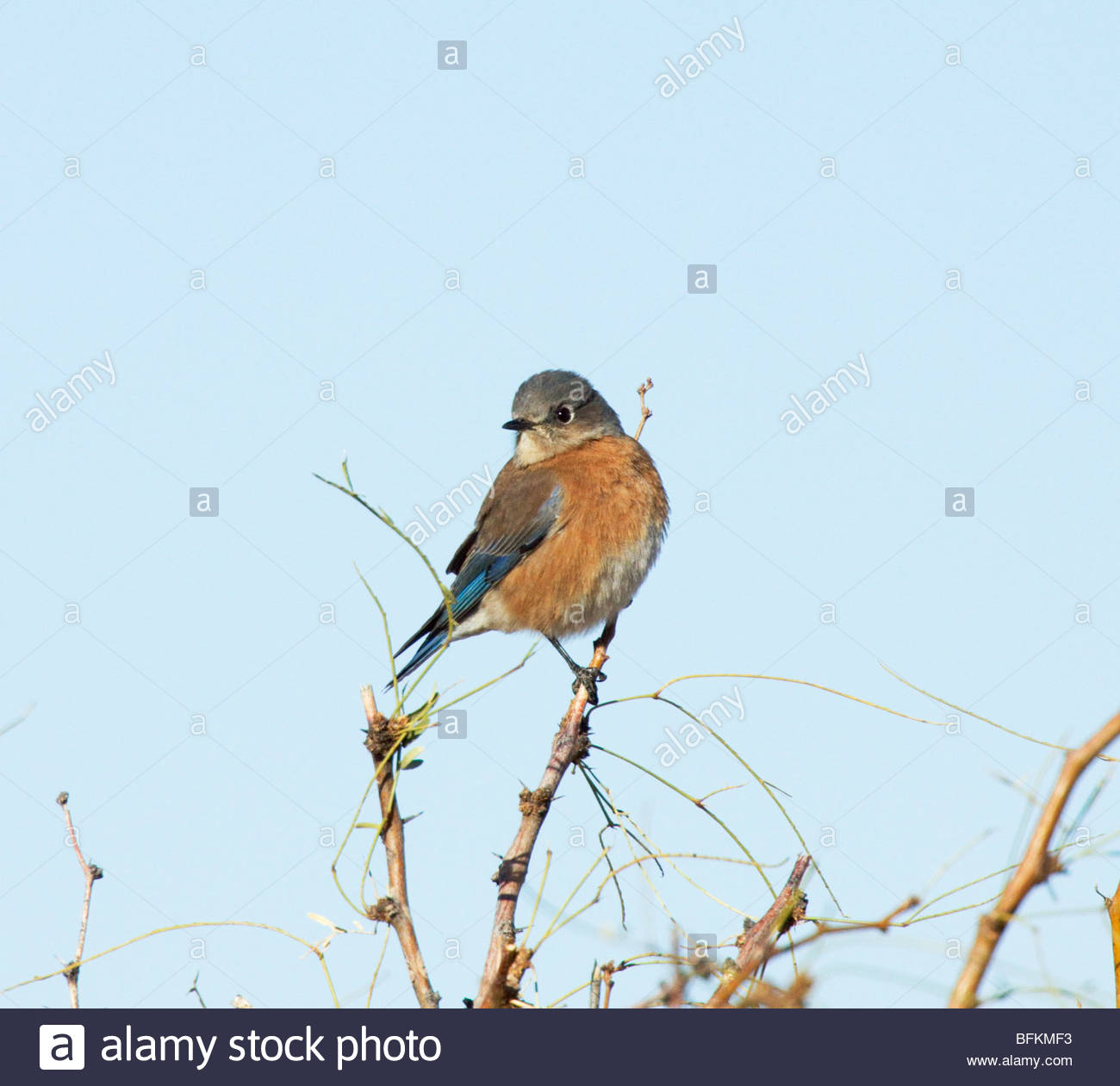 Western Bluebird Female High Resolution Stock Photography and Images ...