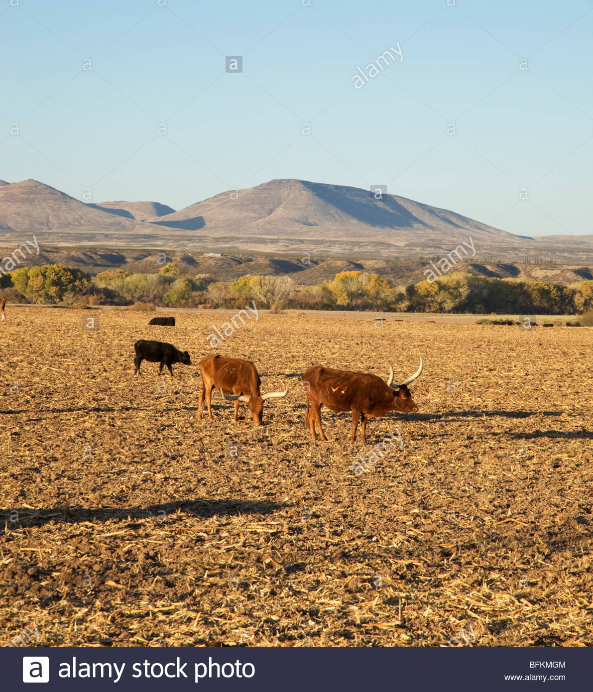 Longhorn Cattle Field High Resolution Stock Photography and Images - Alamy
