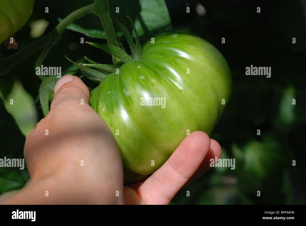 Ready to pick tomato hi-res stock photography and images - Alamy