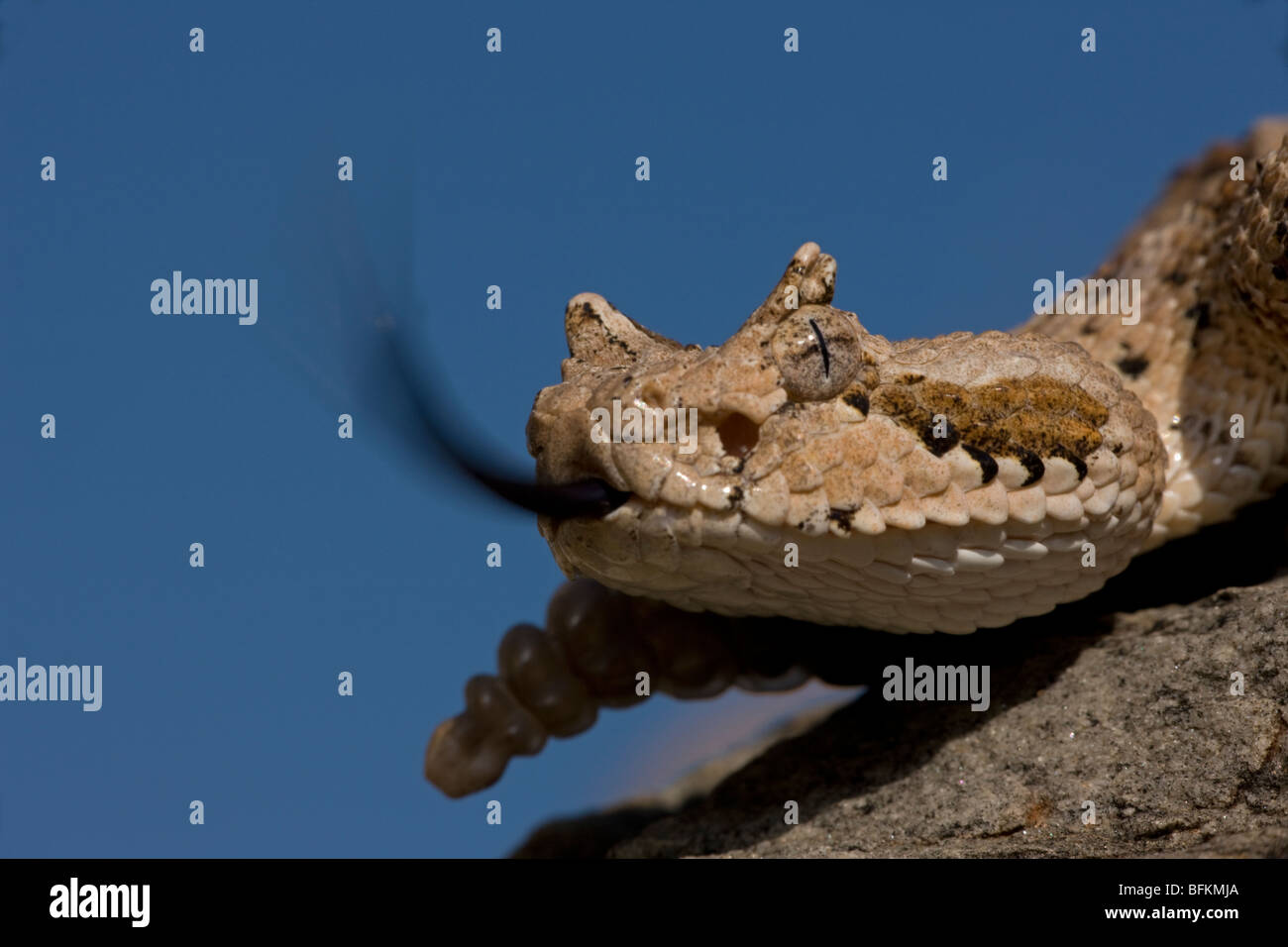 Sidewinder rattlesnakes hi-res stock photography and images - Alamy