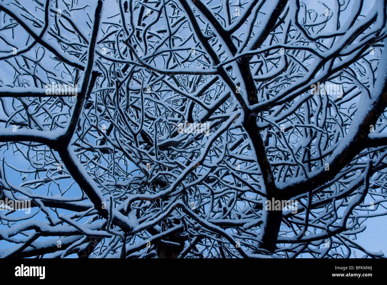 Burnt tree covered in snow Stock Photo - Alamy