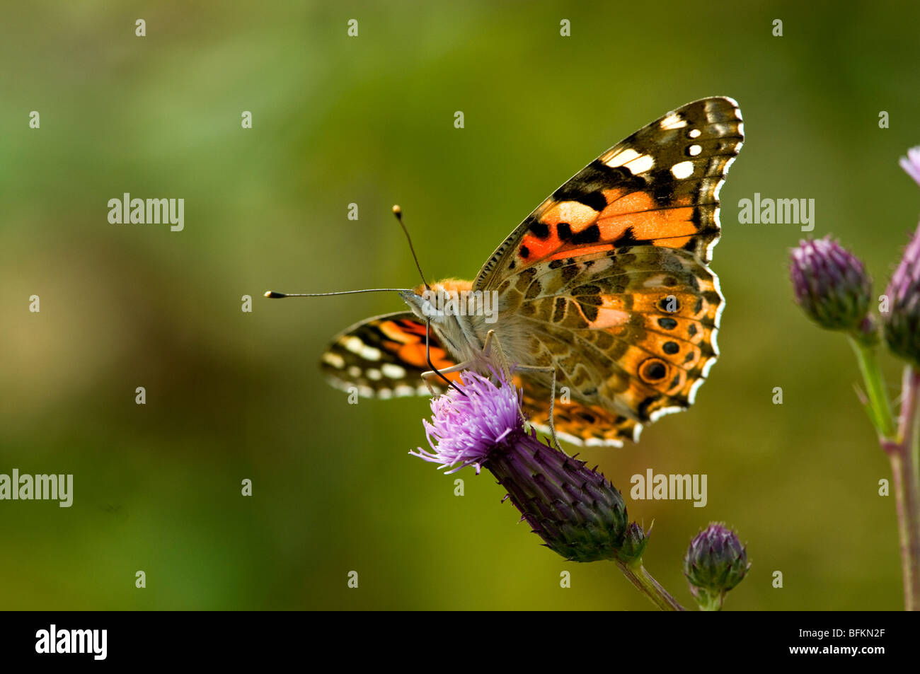 Lady butterfly hi-res stock photography and images - Alamy
