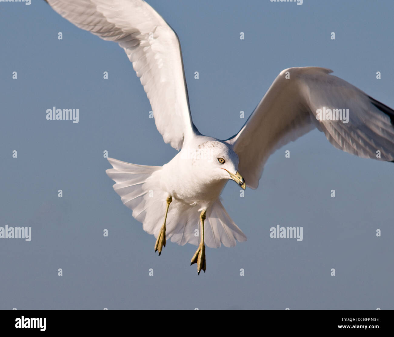Seagull in flight hi-res stock photography and images - Alamy