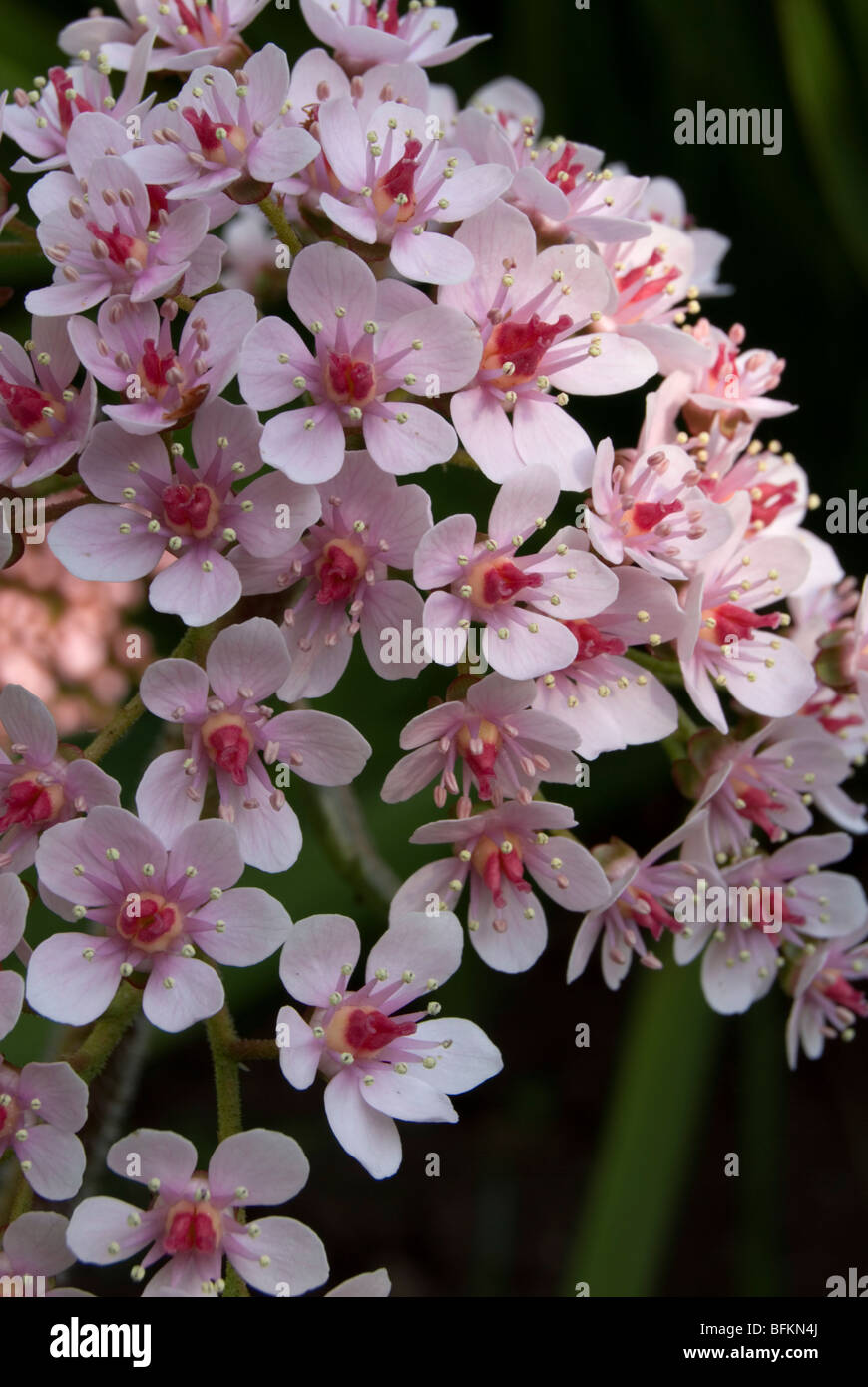 Peltiphyllum peltatum, Darmera pelata Stock Photo - Alamy