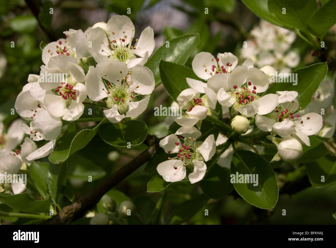Pera pyrus communis hi-res stock photography and images - Alamy