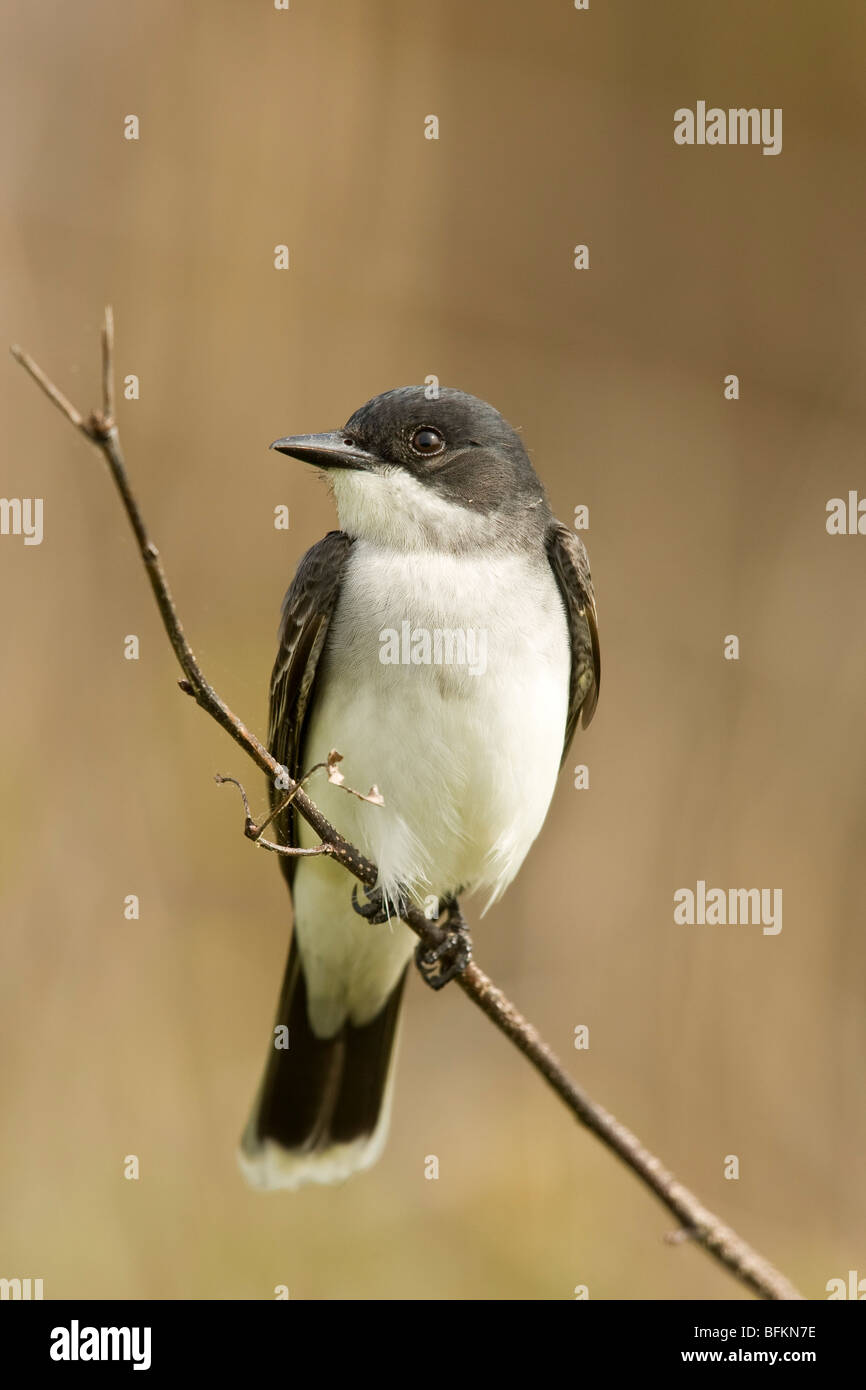 Eastern Kingbird (Tyrannus tyrannus Stock Photo - Alamy