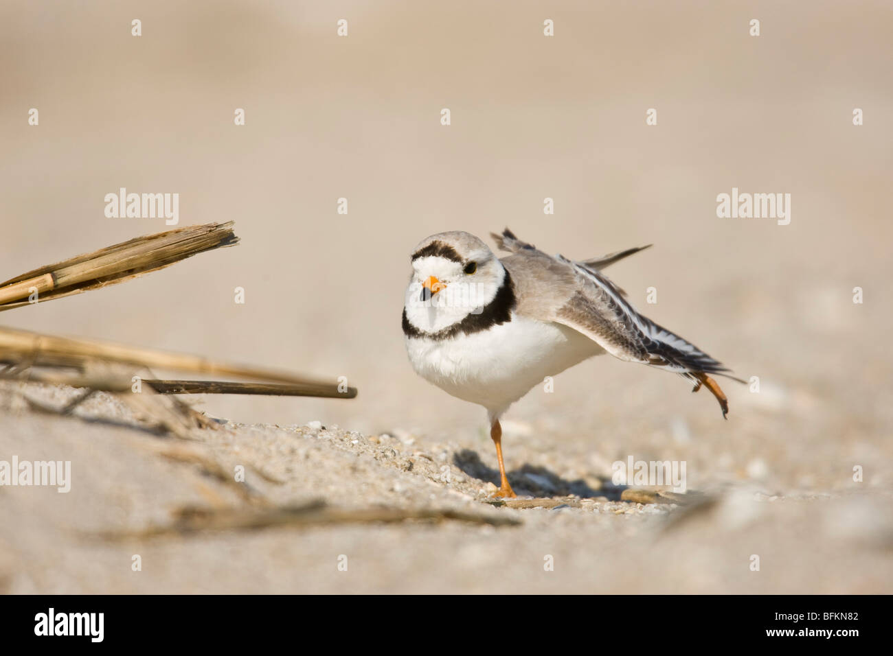 Piping Plover (Charadrius melodus). The Piping Plover is endangered ...