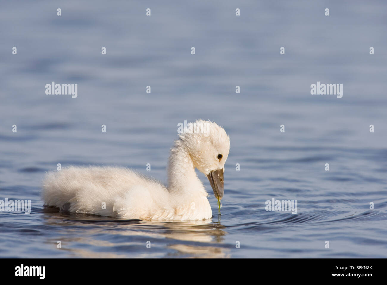 Fledgling swan hi-res stock photography and images - Alamy