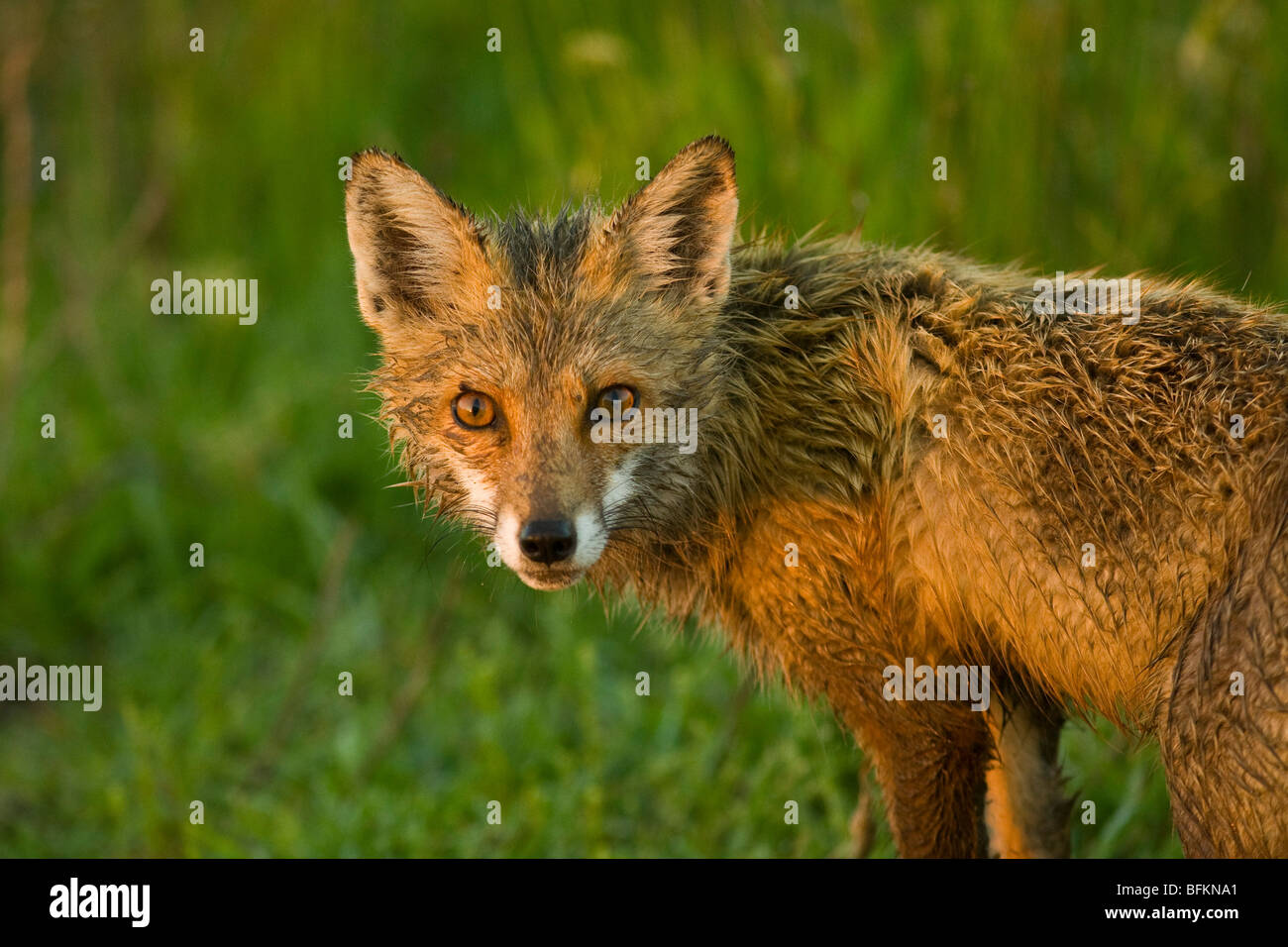 Female fox hi-res stock photography and images - Alamy