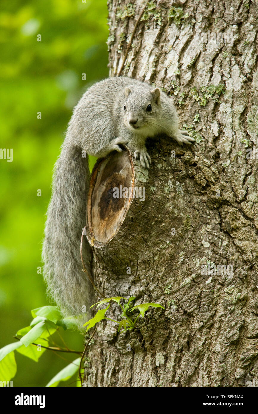 Delmarva Fox Squirrel Distribution Map