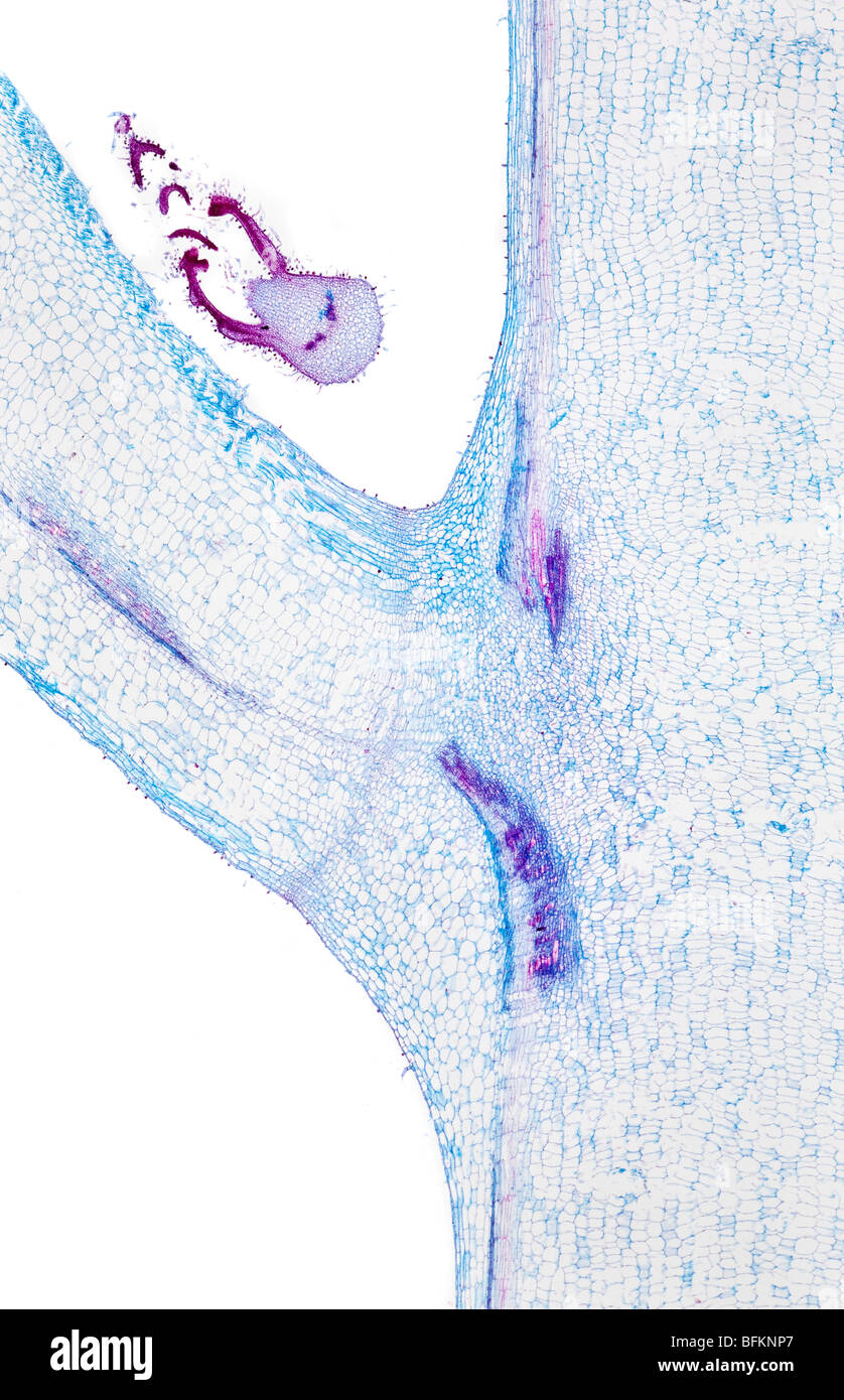 Leaf cell microscope hi-res stock photography and images - Alamy