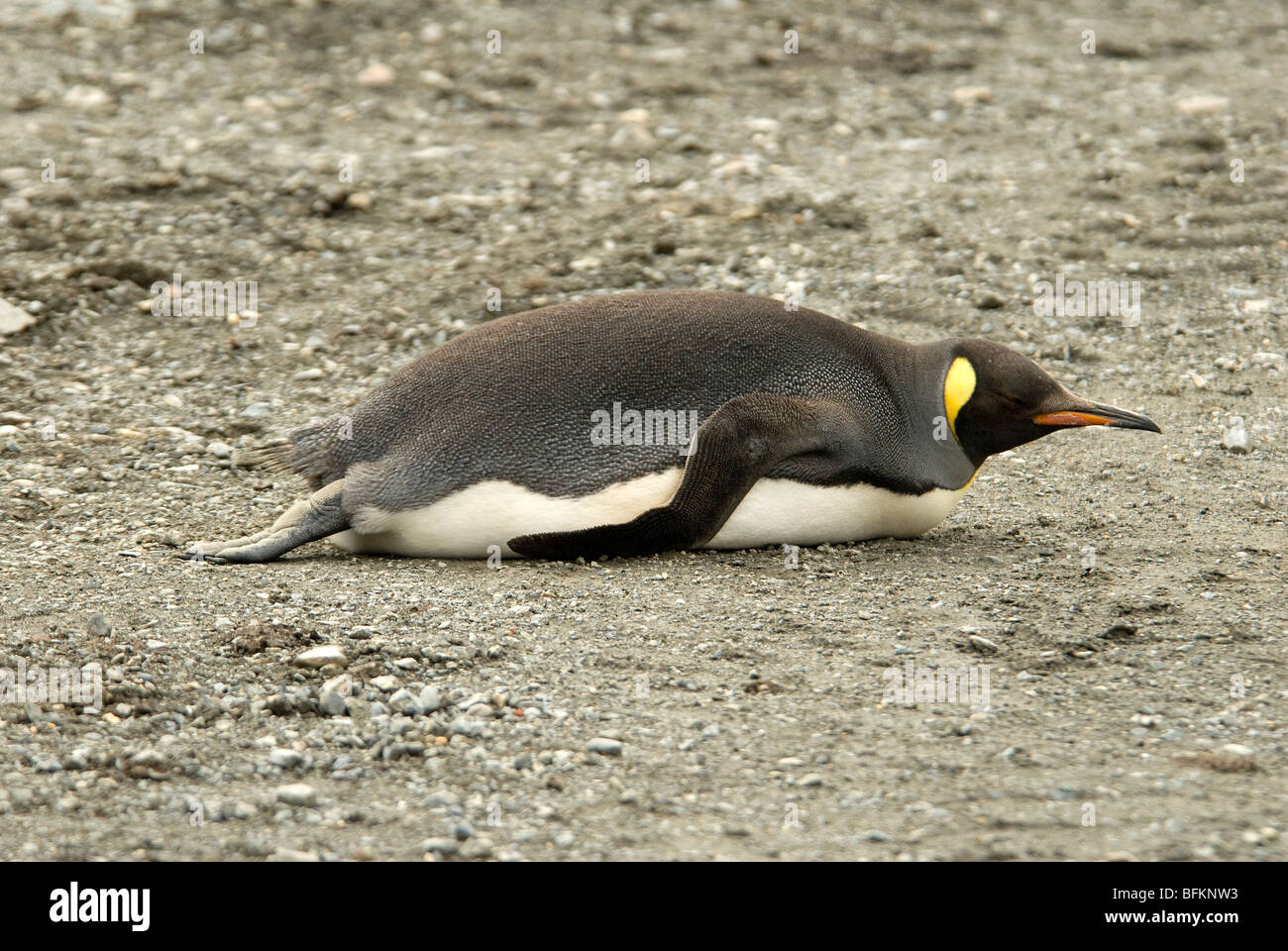 Alone single one penguin hi-res stock photography and images - Alamy