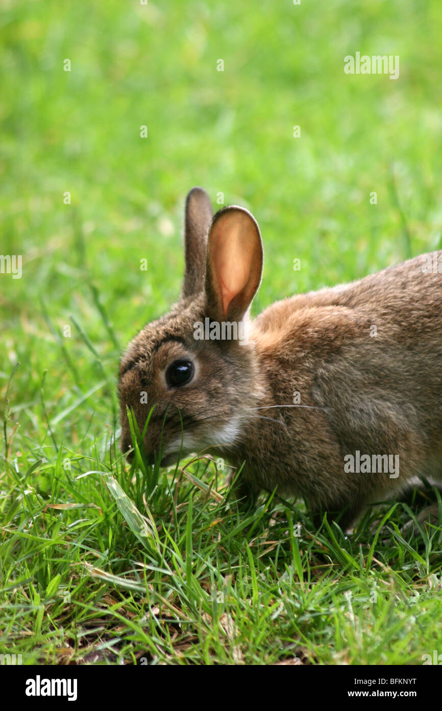 Bunnies in grass hi-res stock photography and images - Alamy