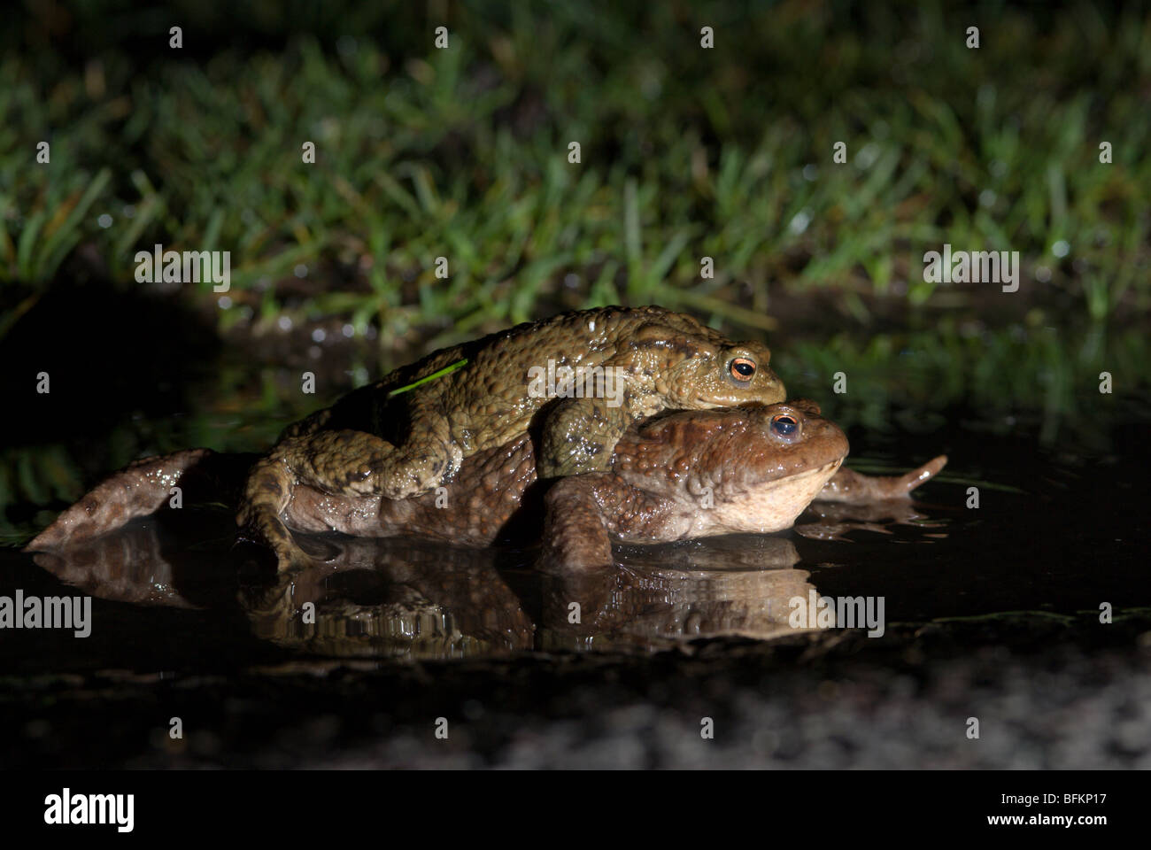 Common toad (Bufo bufo) mating pair in amplexus in a puddle crossing road on way to breeding ...