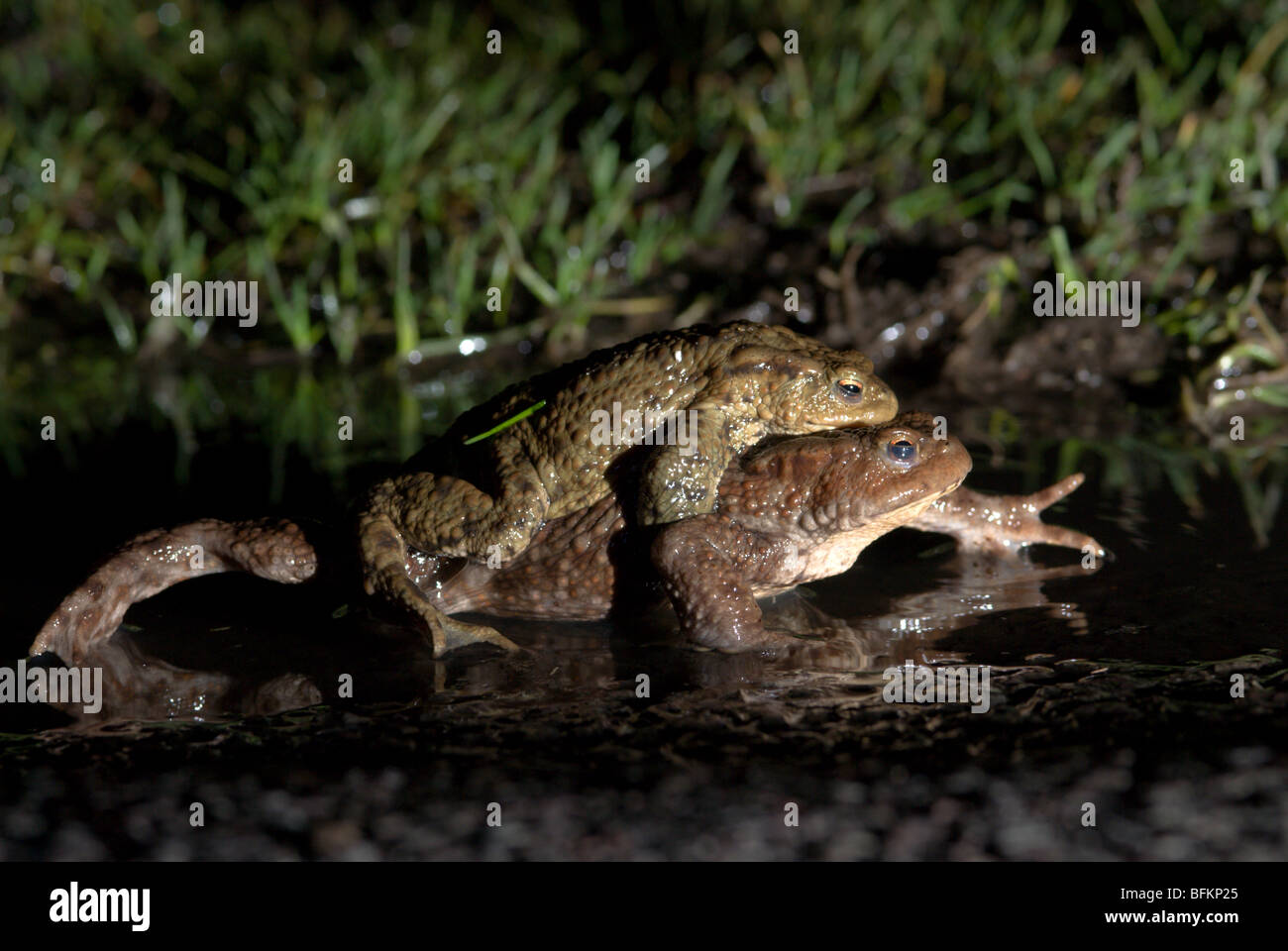 British toads hi-res stock photography and images - Alamy