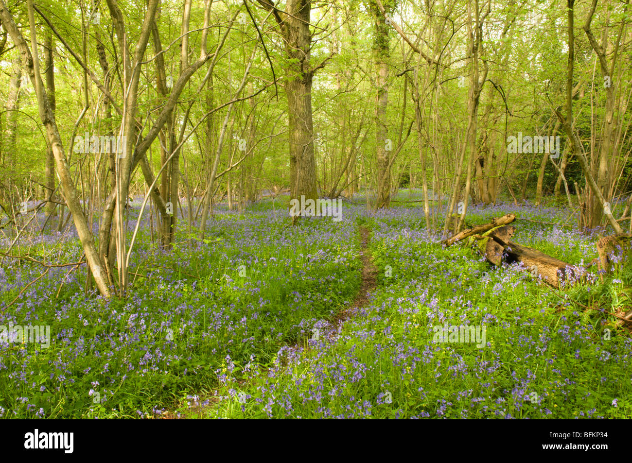 Path the standard hi-res stock photography and images - Alamy