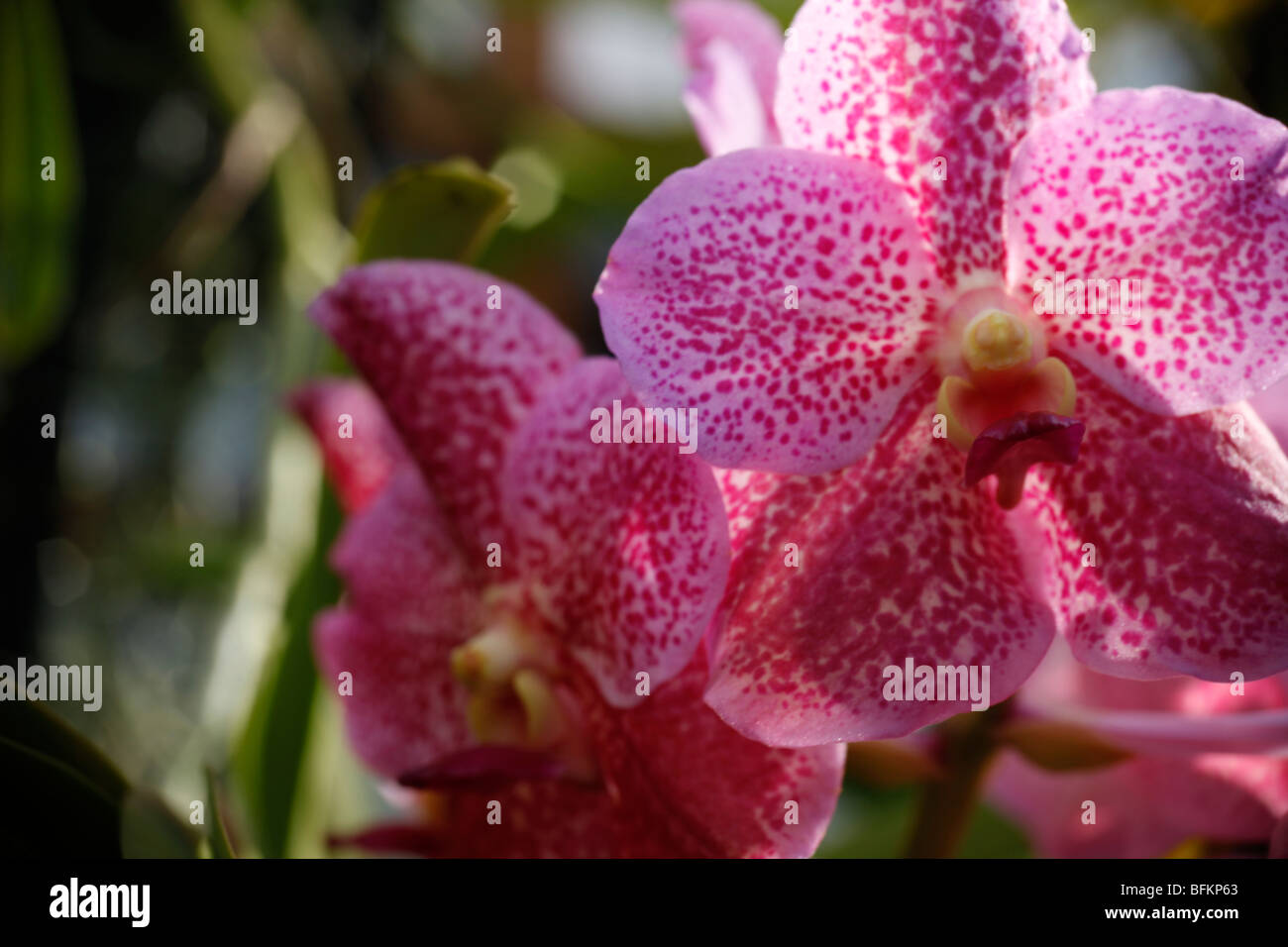 Pink orchids in hi-res stock photography and images - Alamy