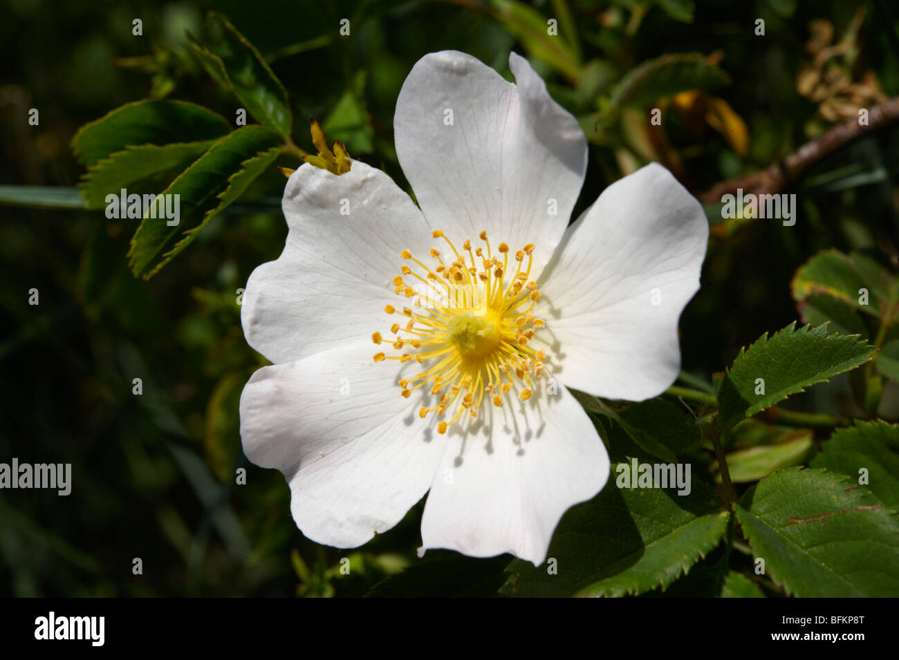 White Wild Rose High Resolution Stock Photography and Images - Alamy