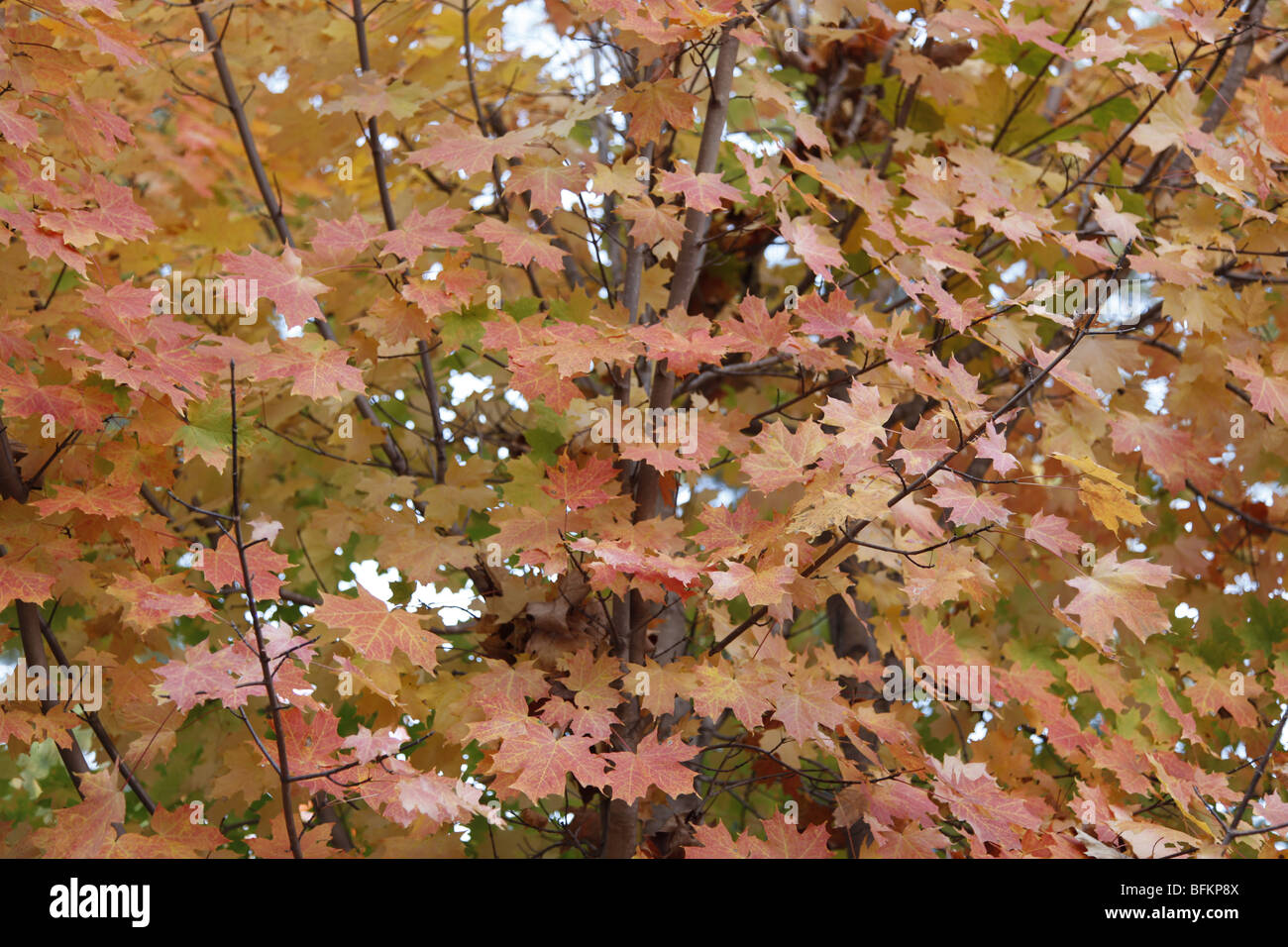 A background of fall leaves on a tree Stock Photo - Alamy