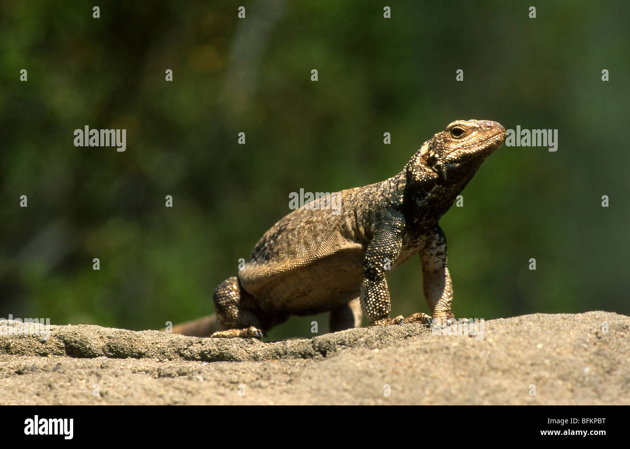 Chuckwalla lizards arizona hi-res stock photography and images - Alamy