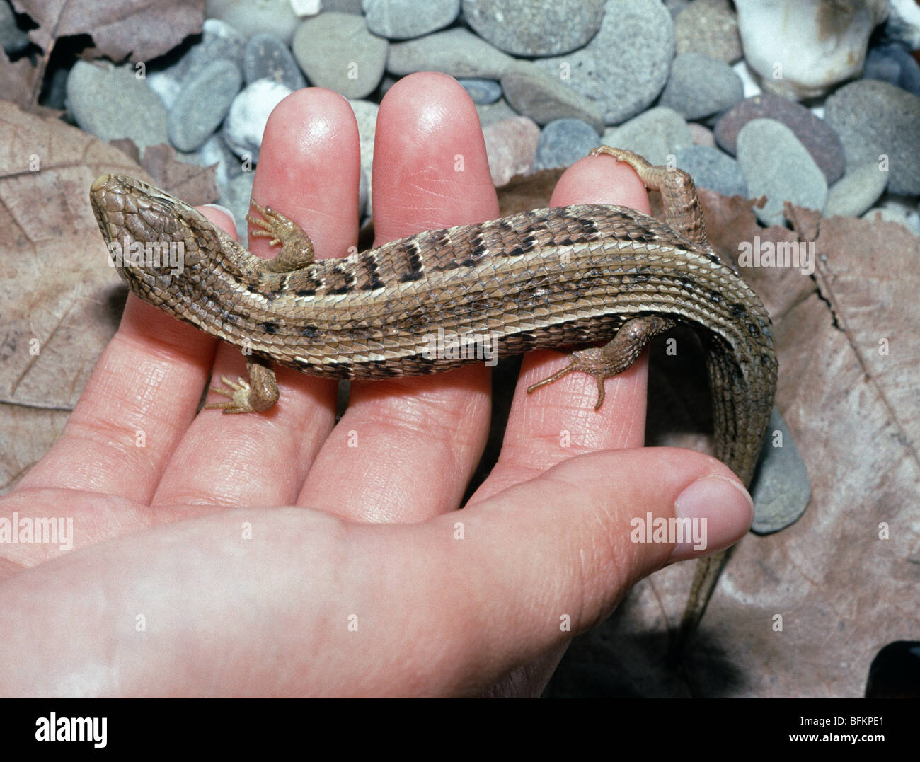 San francisco alligator lizard hi-res stock photography and images - Alamy