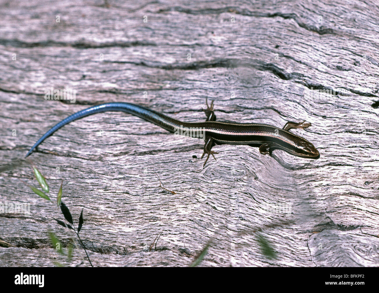 western skink lizard, Eumeces skiltonianus, Santa Cruz Mountains ...