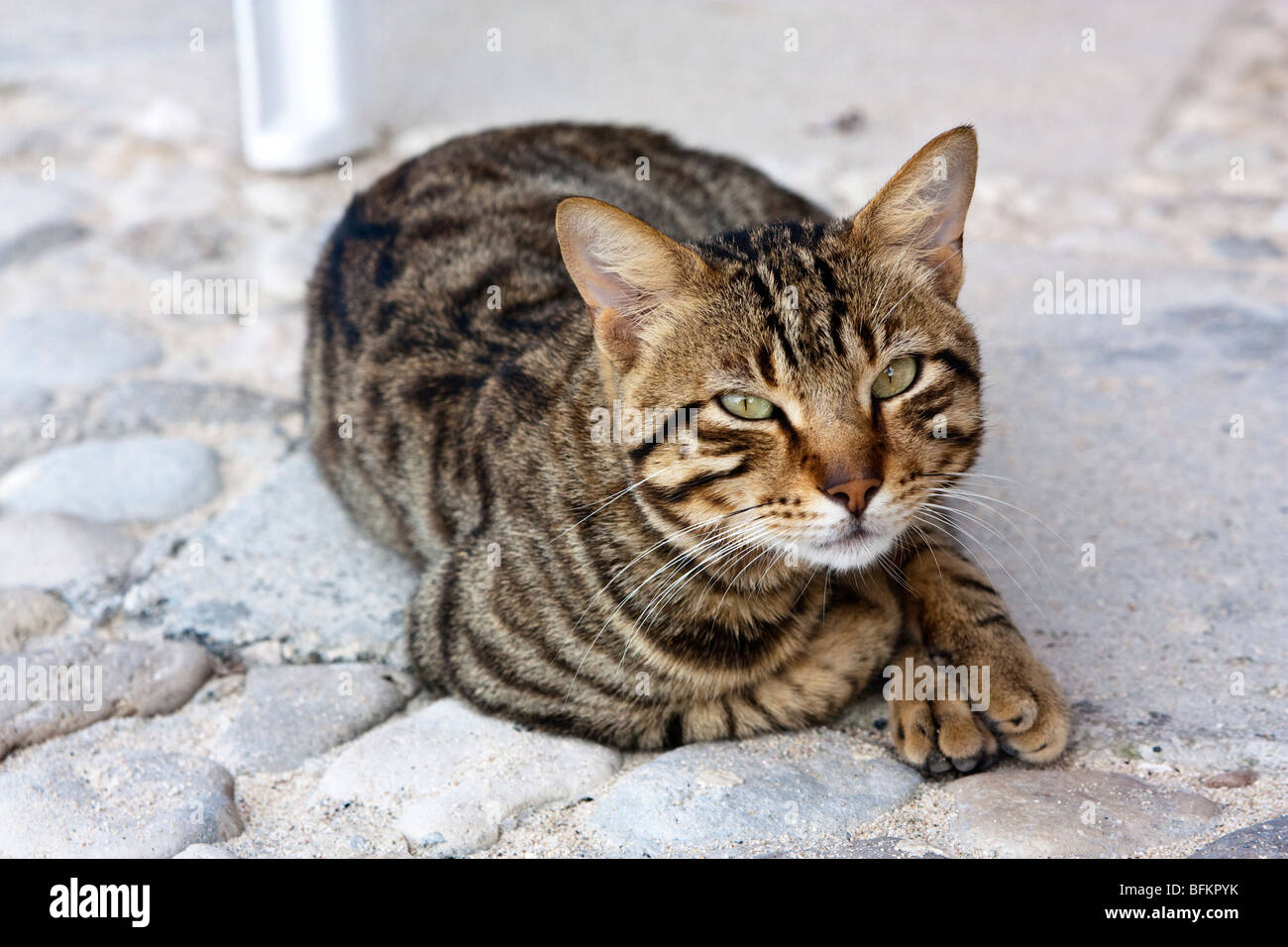 Cat full body hi-res stock photography and images - Alamy