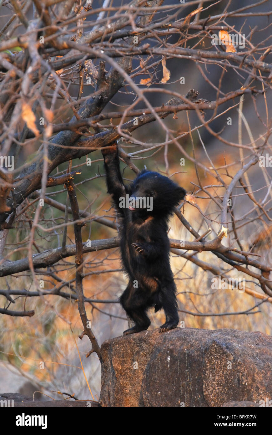 Sloth Bear Cub holding tree Stock Photo - Alamy