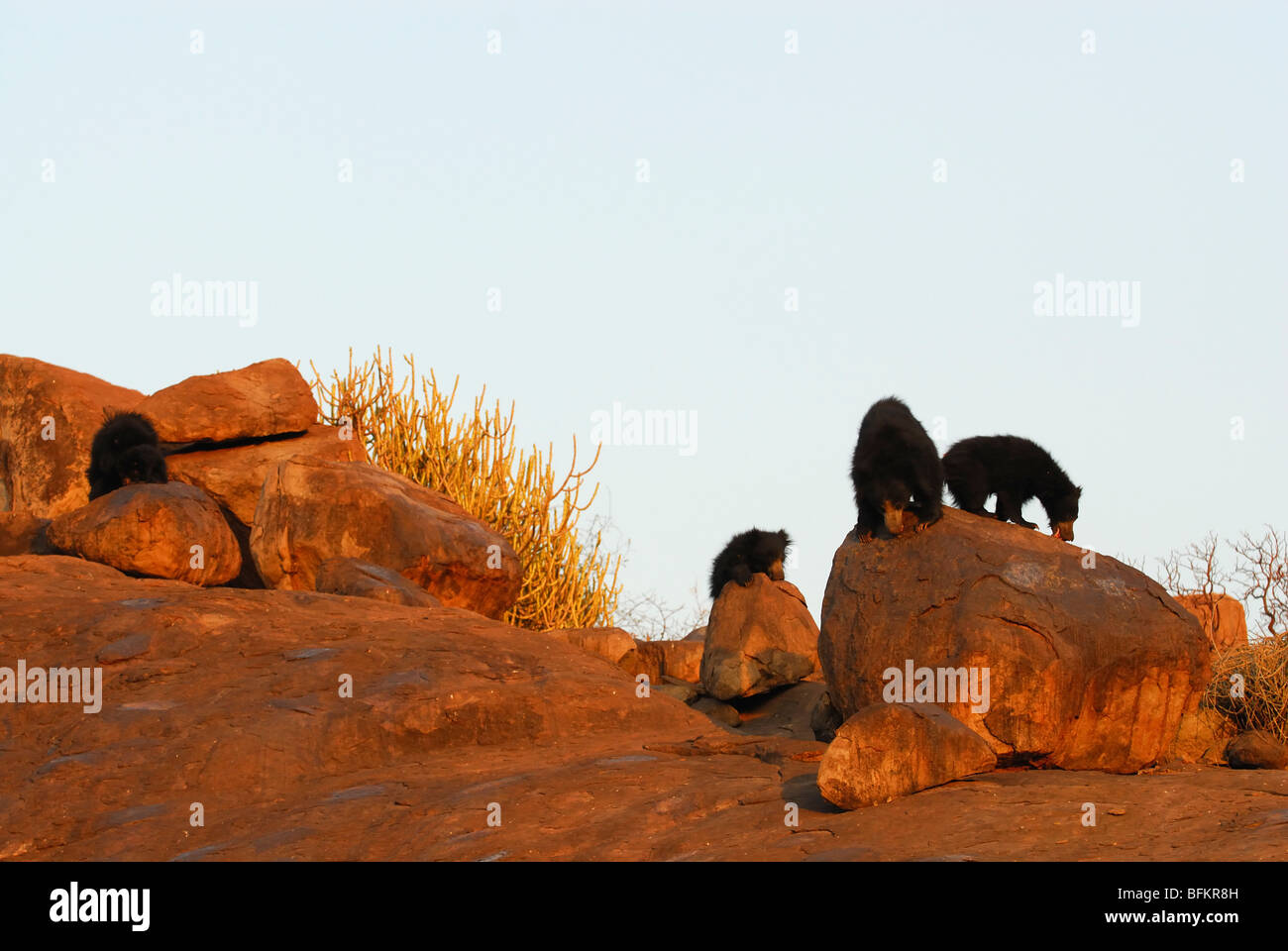 Sloth Bears in its habitat Stock Photo - Alamy