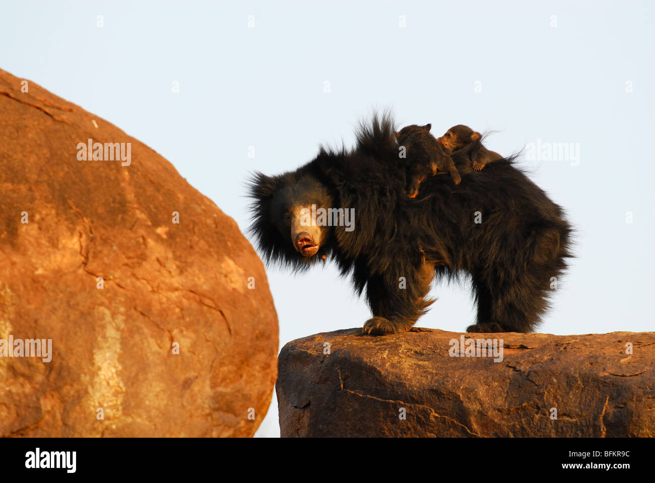 Bear Carrying Young Ones Stock Photo - Alamy
