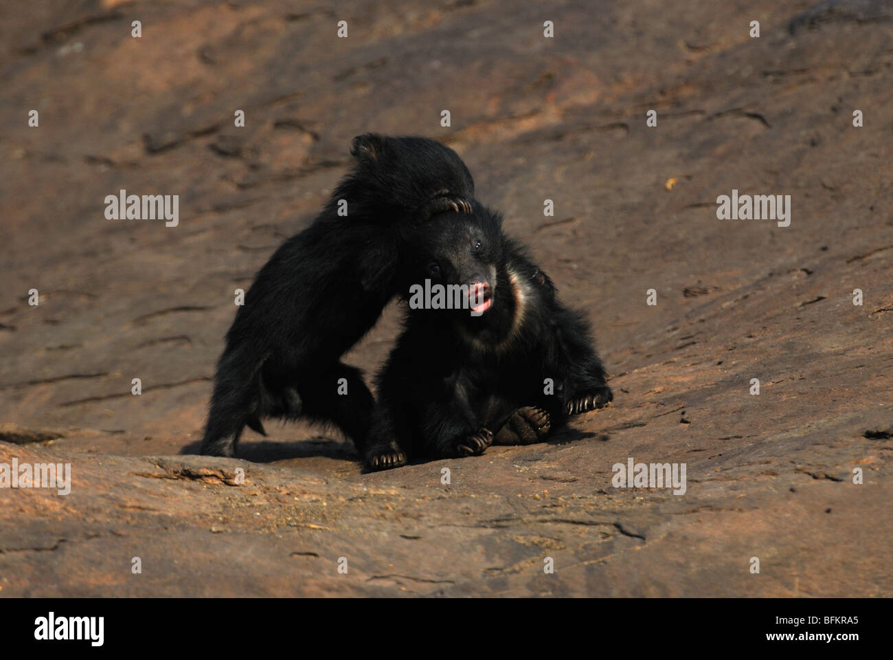 Bear Cubs Fighting Stock Photo - Alamy
