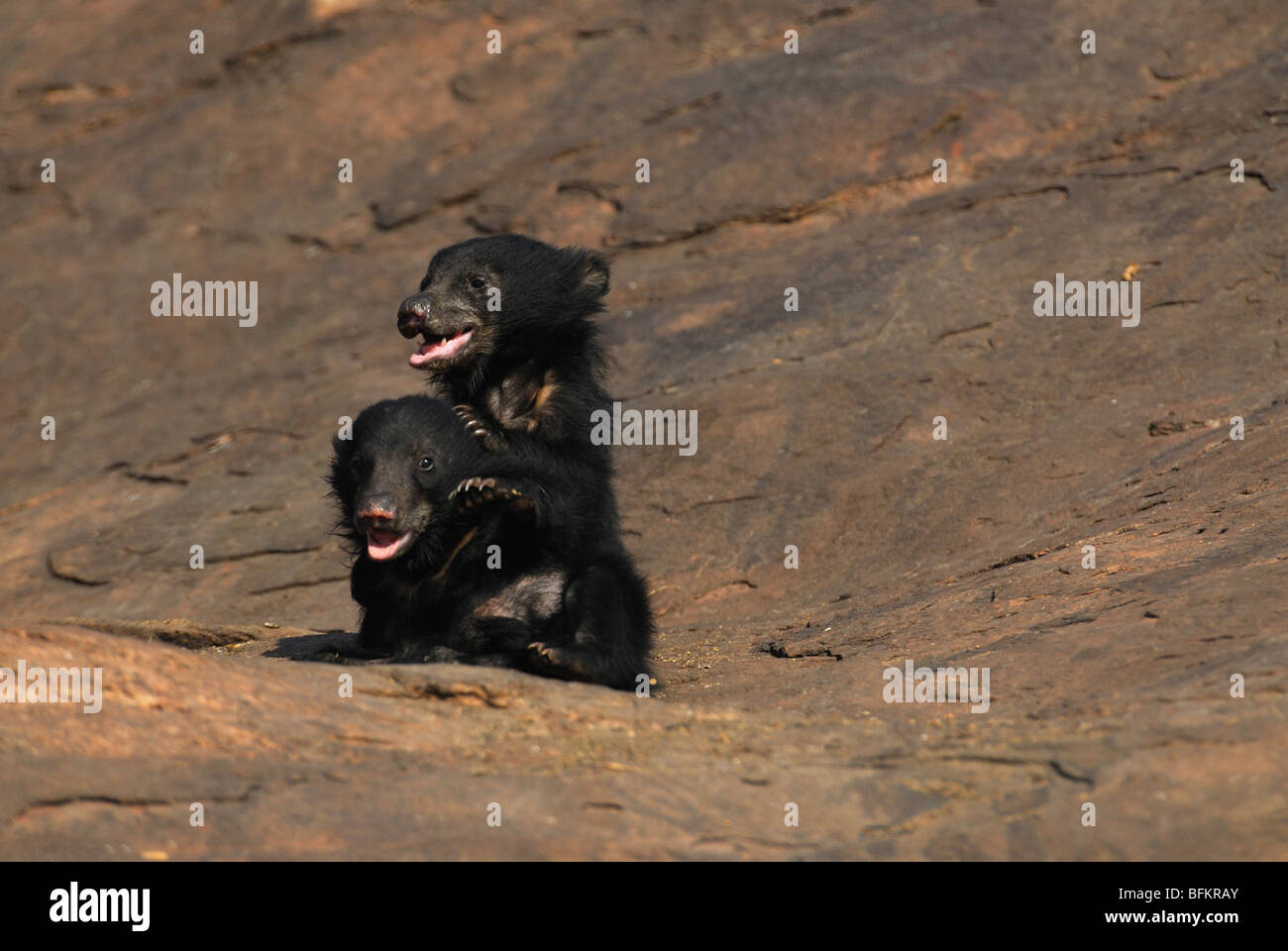 Sloth bear fighting hi-res stock photography and images - Alamy