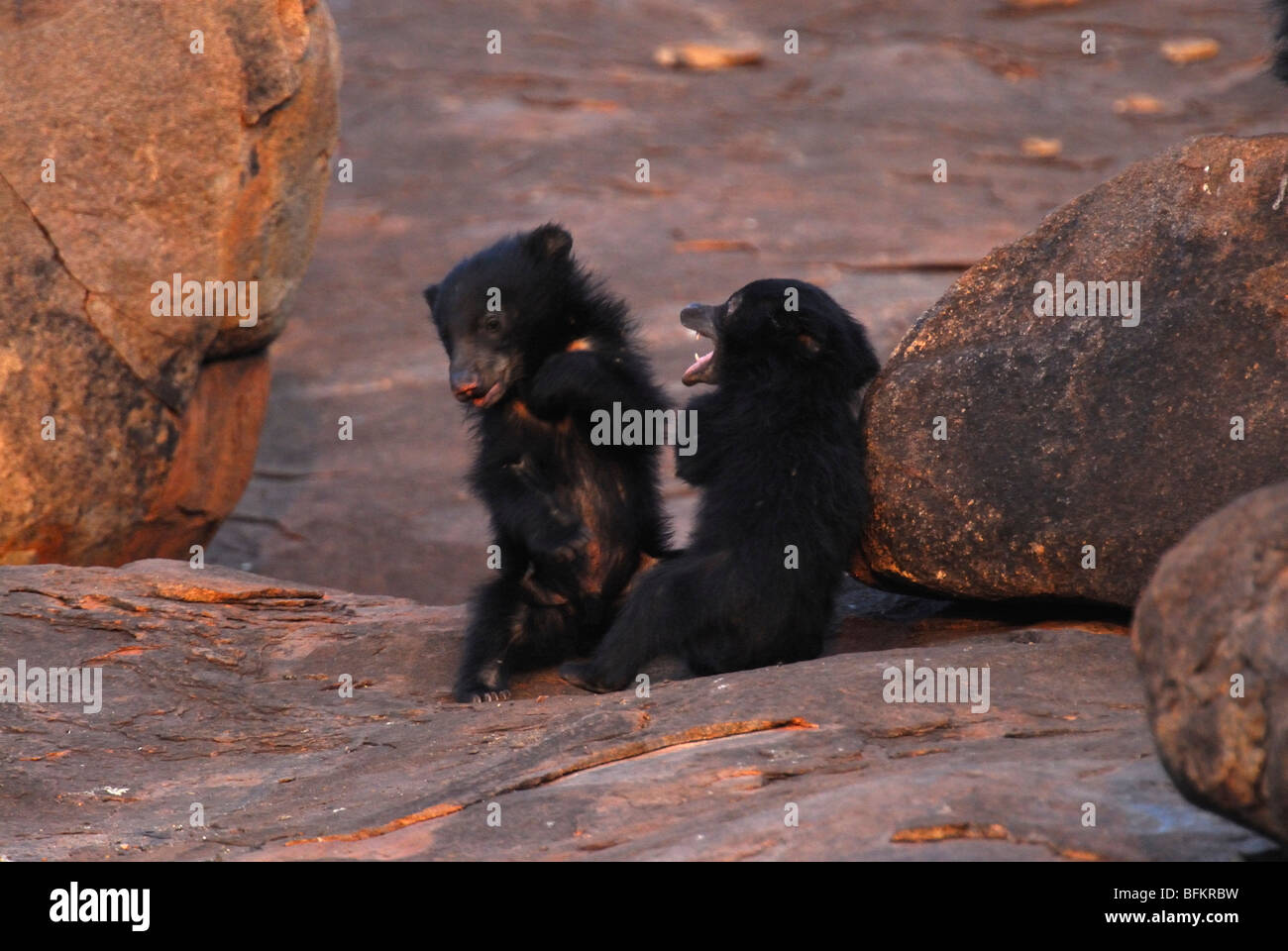 Sloth bear fight hi-res stock photography and images - Alamy