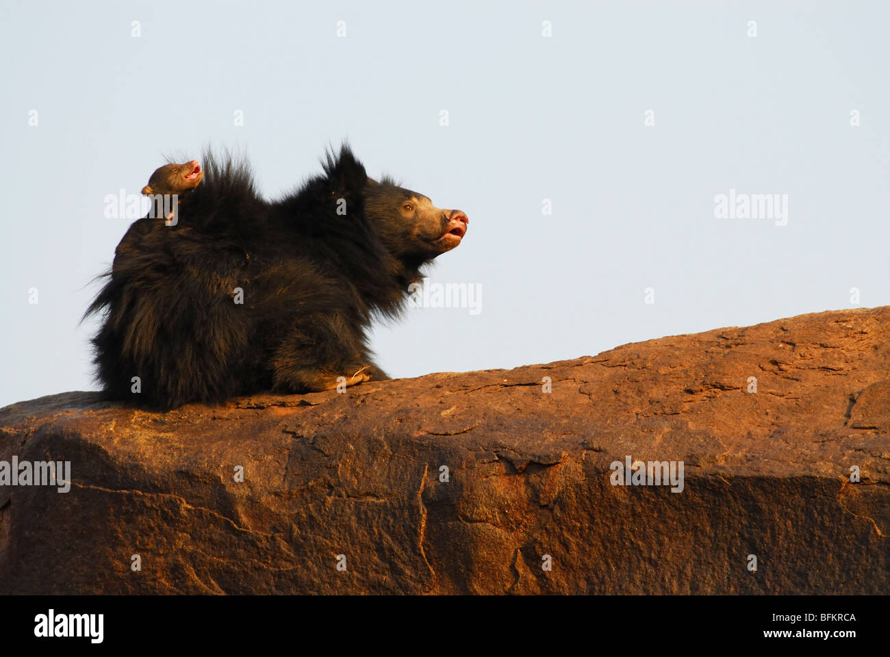 Bear Carrying young cub Stock Photo - Alamy