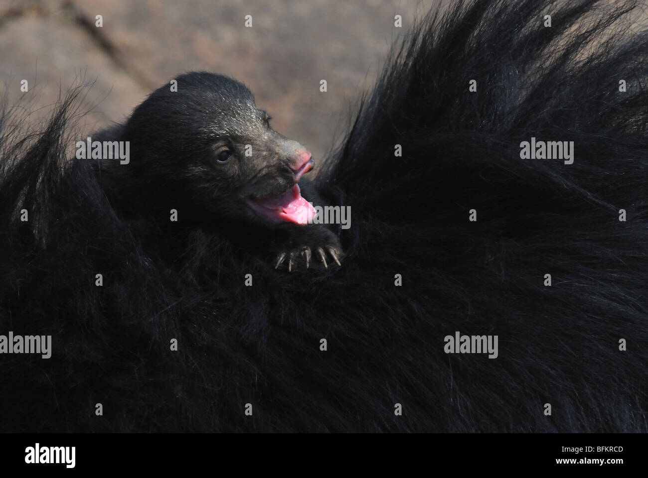 Sloth bear cub hi-res stock photography and images - Alamy