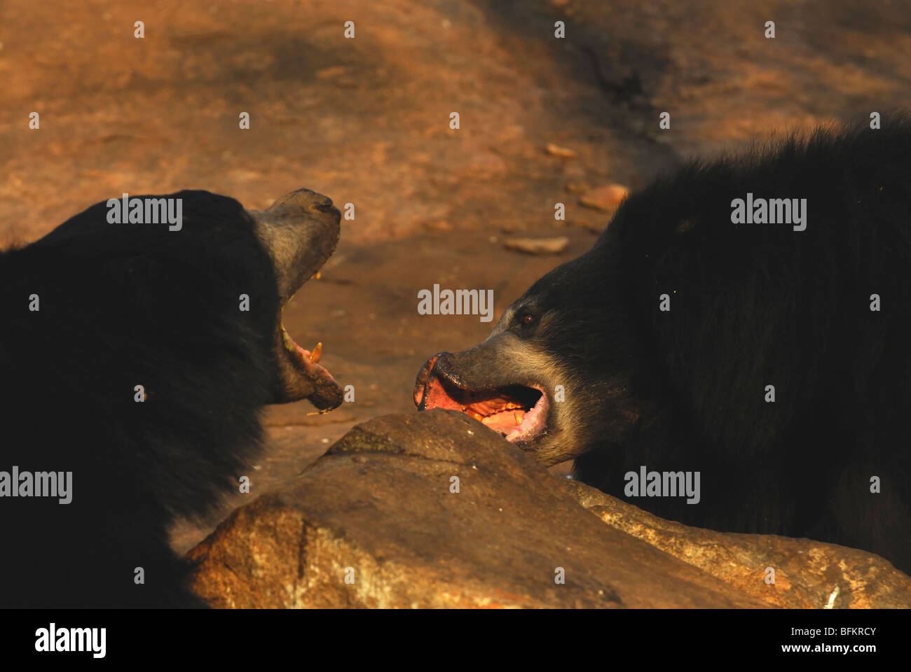 Sloth Bears Fight Stock Photo - Alamy