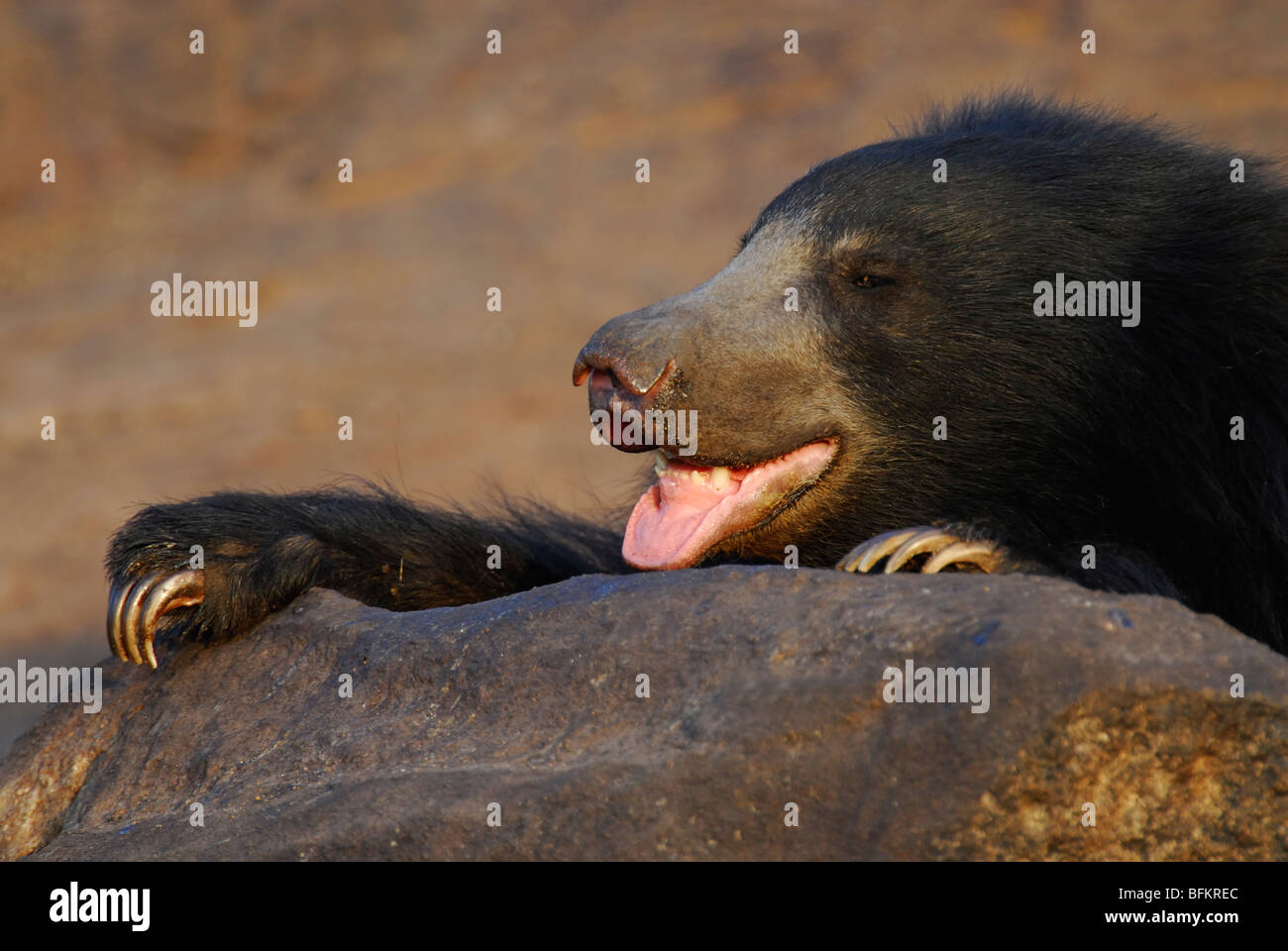 Daroji sanctuary hi-res stock photography and images - Alamy