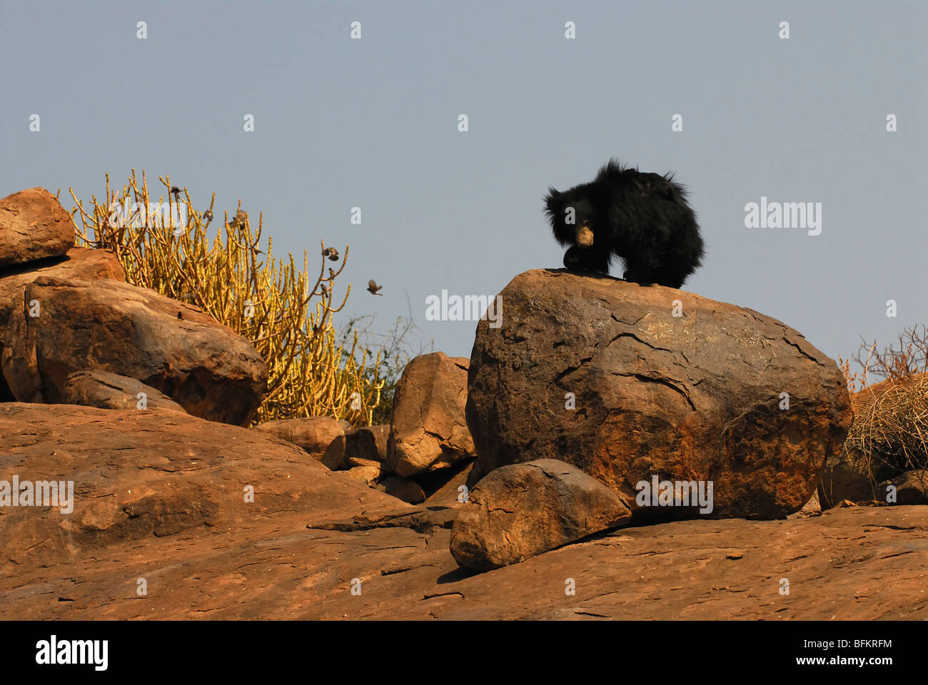 Sloth Bear with Cub in its habitat Stock Photo - Alamy