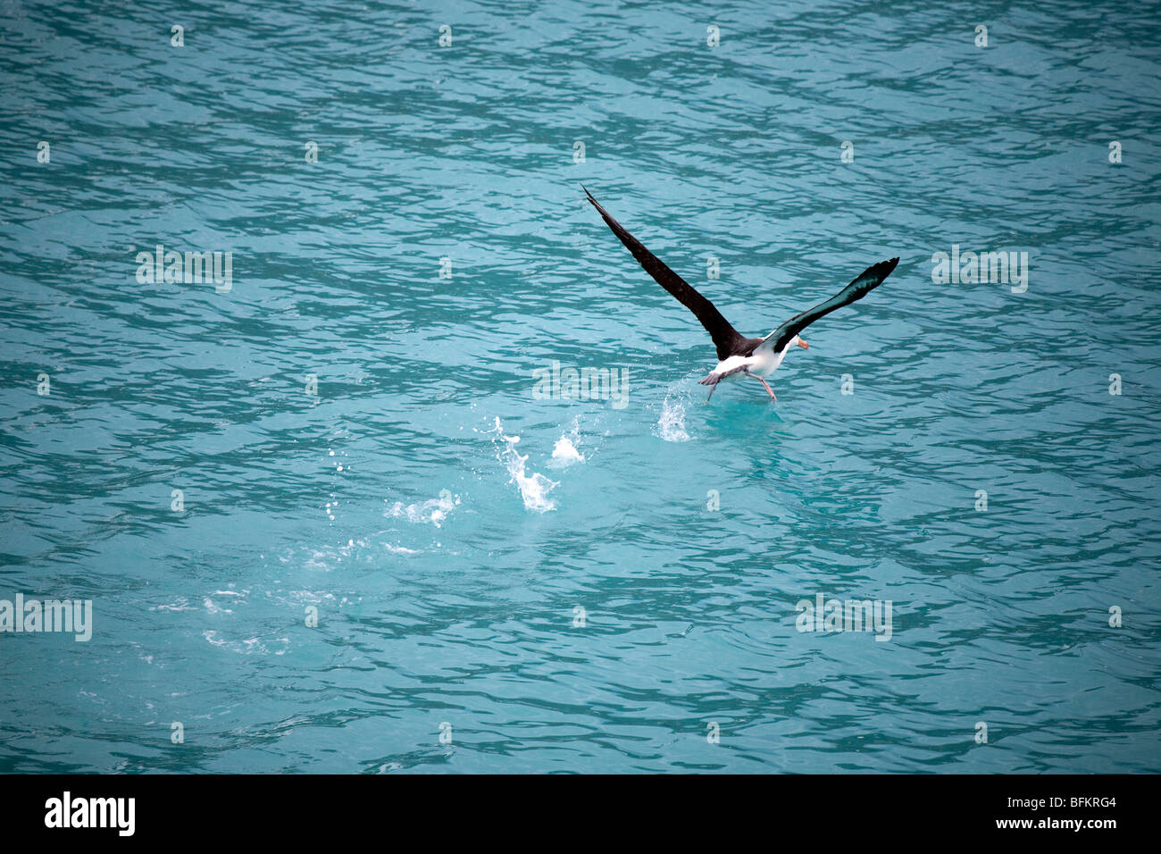 Black-browed albatross taking off from the water near Drygalski Fjord ...