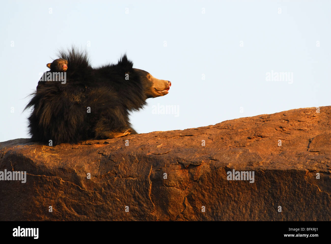 Sloth bear and Cub Stock Photo - Alamy
