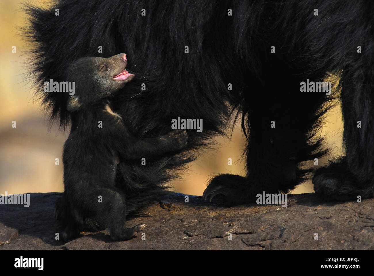 Sloth Bear Cub holding mother's leg Stock Photo - Alamy