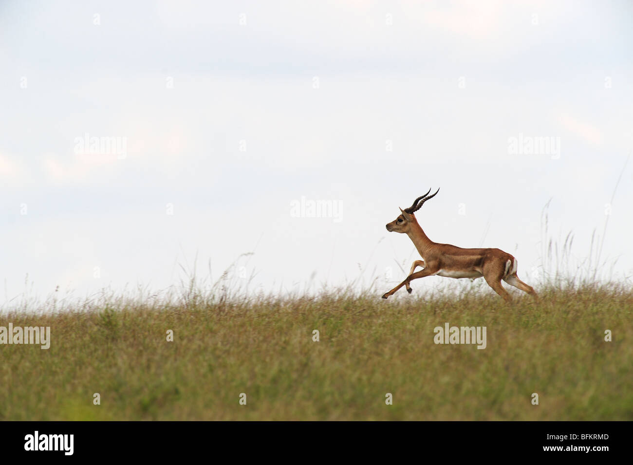 Blackbuck hi-res stock photography and images - Alamy