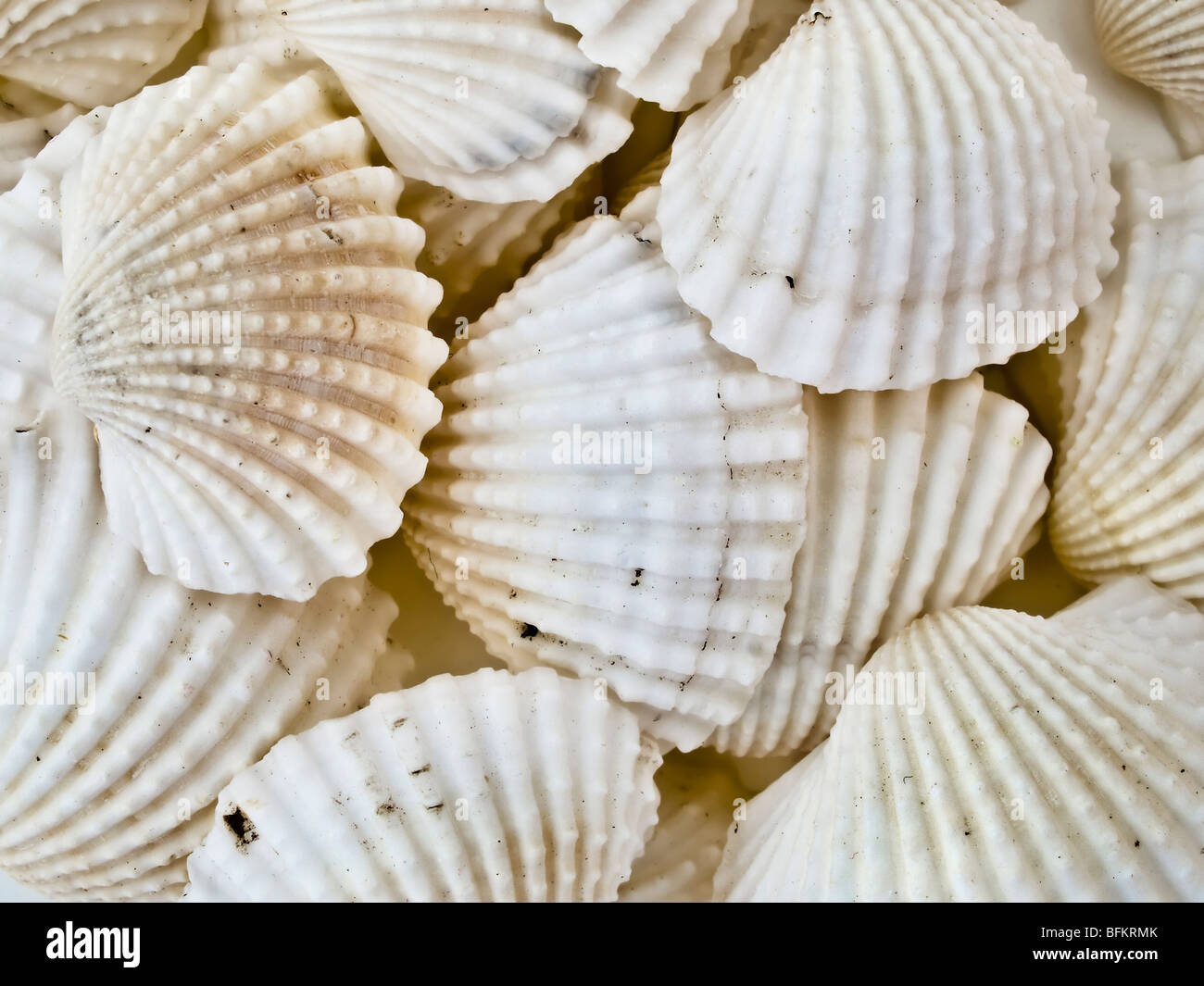 White shells background Stock Photo - Alamy