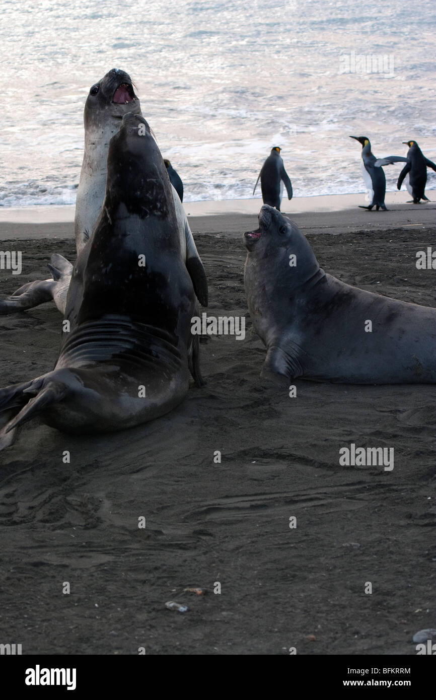 Seals fighting male hi-res stock photography and images - Alamy