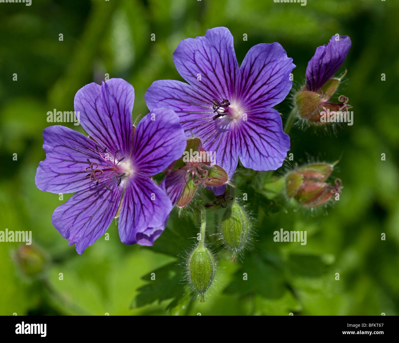 Geranium magnificum hi-res stock photography and images - Alamy