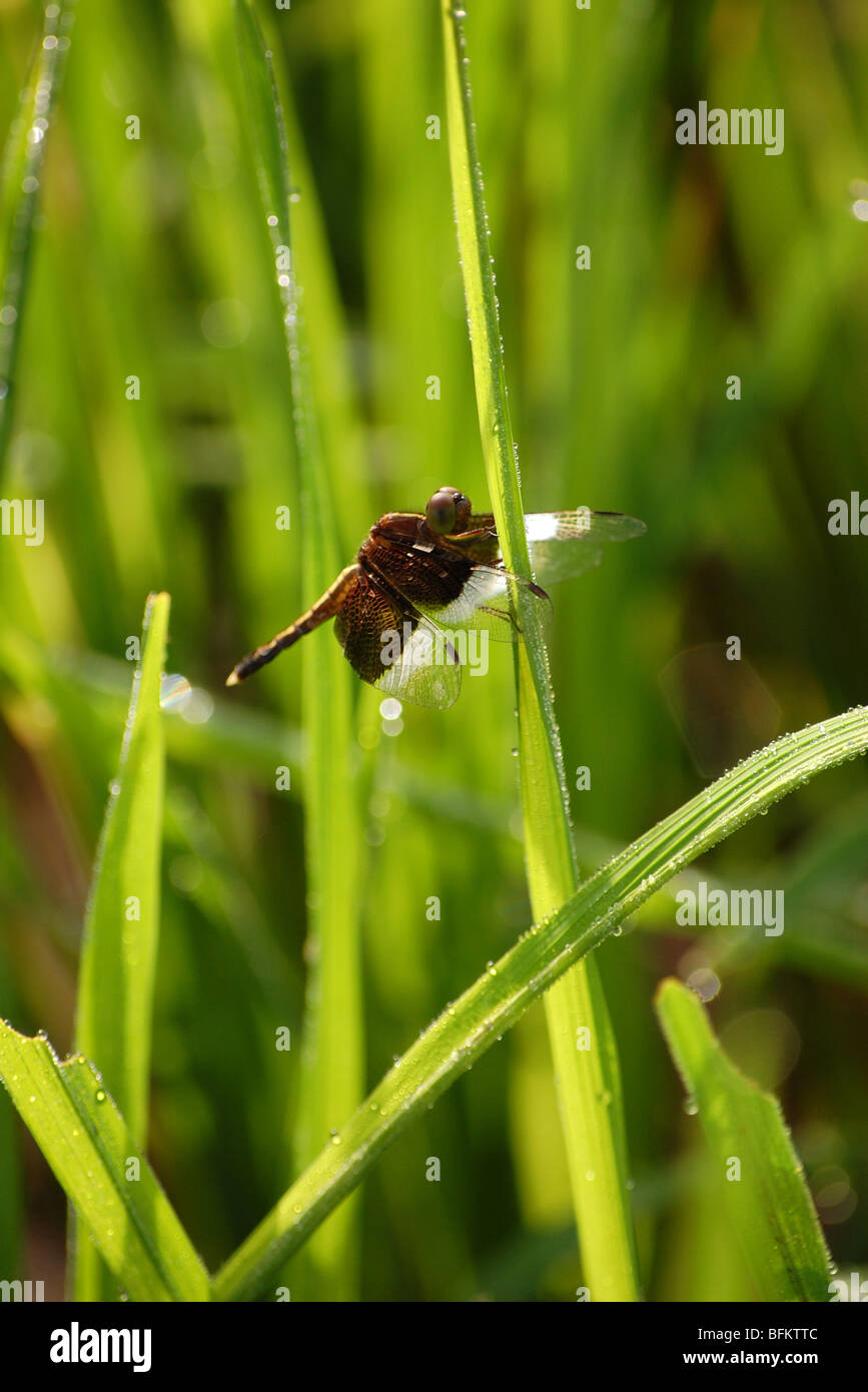 Rrr hi-res stock photography and images - Alamy