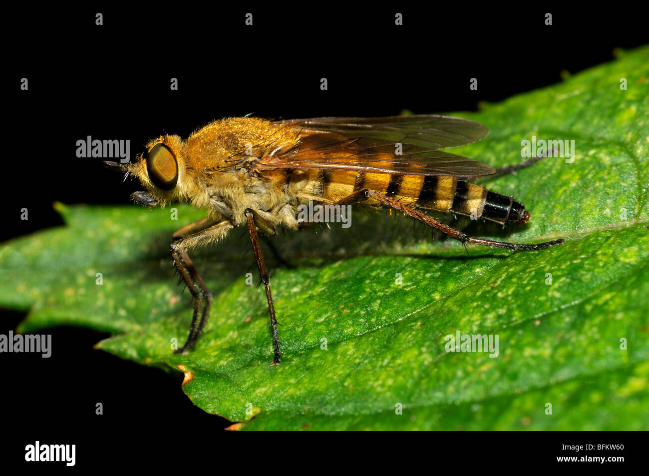 Therevidae insect hi-res stock photography and images - Alamy
