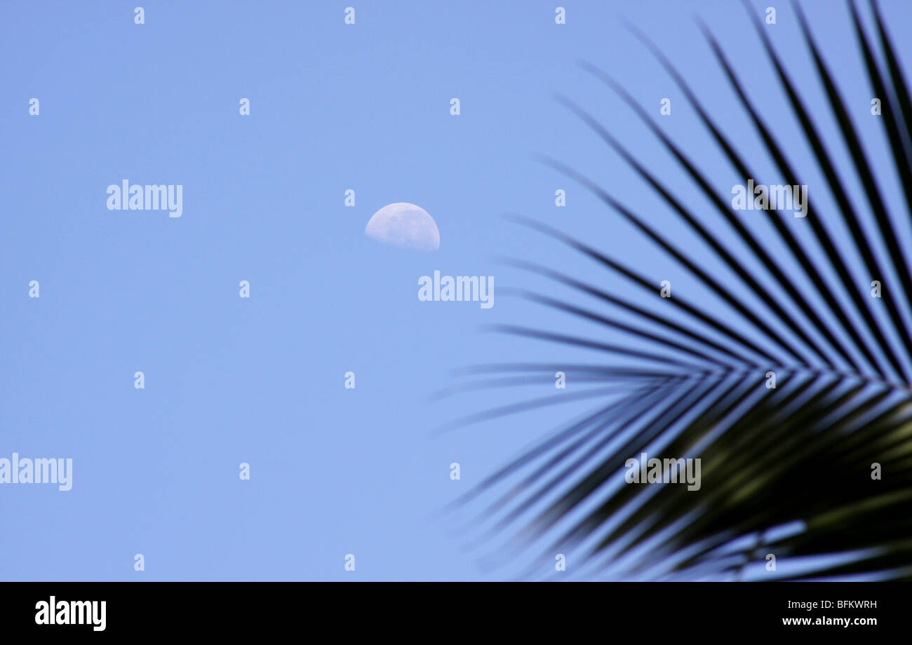 moon in morning light Stock Photo - Alamy